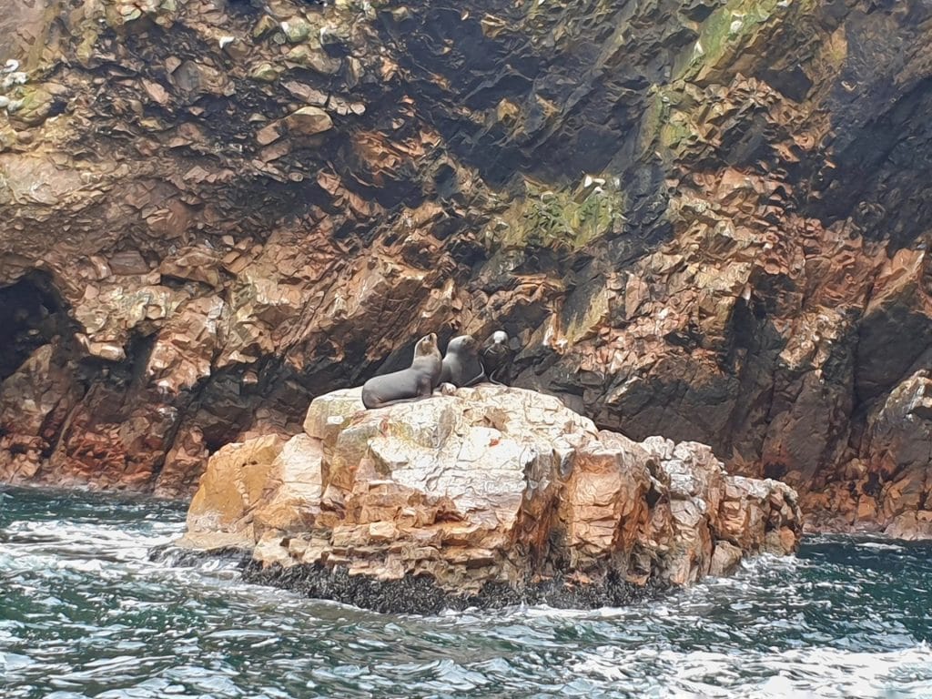 Isole Ballestas, Riserva Nazionale di Paracas e l'Oasi di Huacachina ...